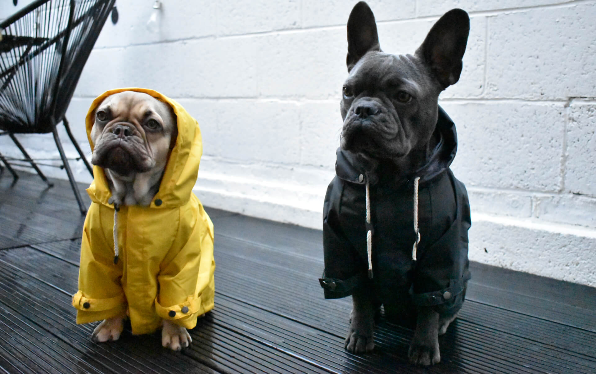 Aurora Pets - where function, design and style collide - LUXlife Magazine