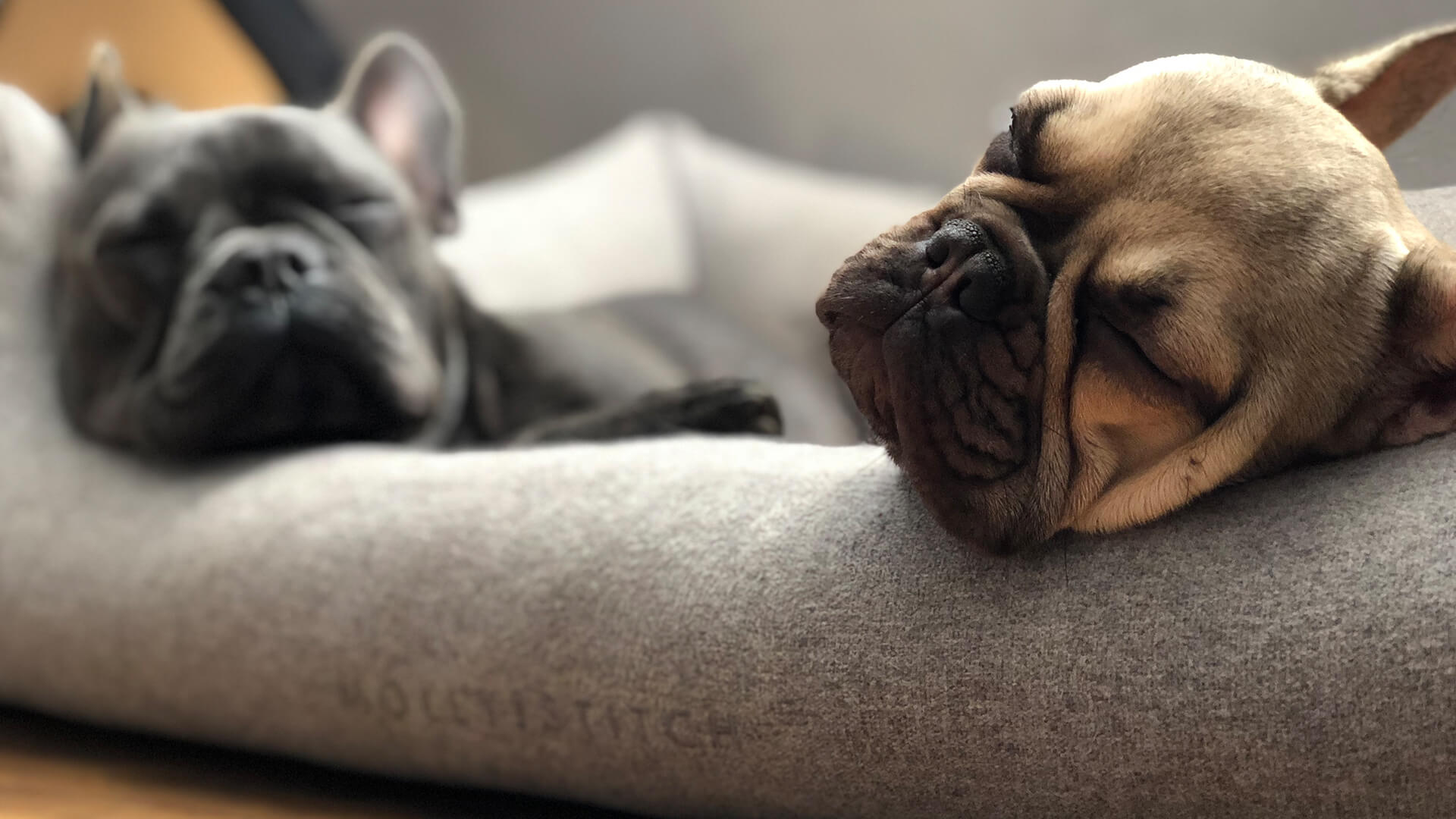 Aurora Pets - where function, design and style collide - LUXlife Magazine